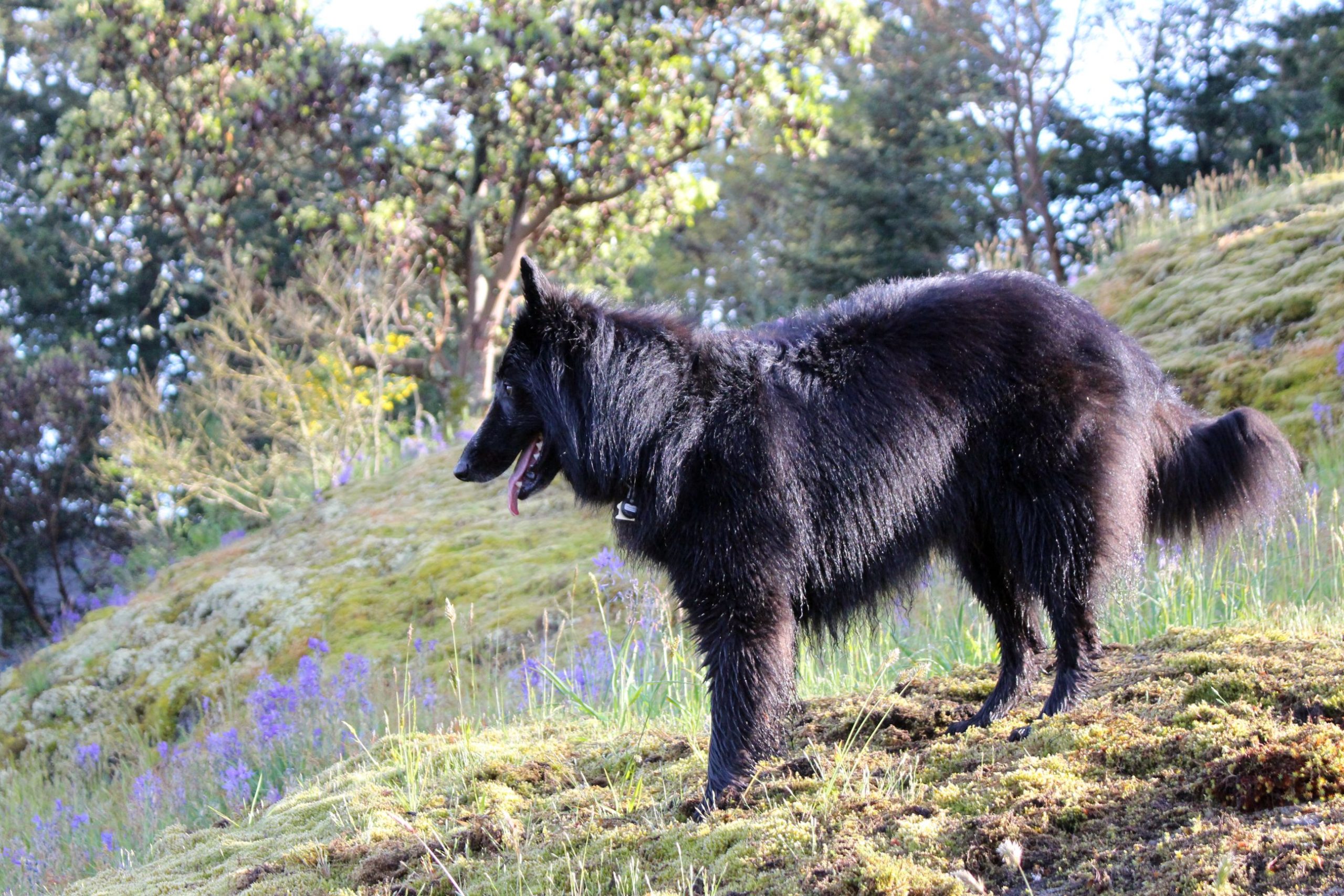 From the Hill... - Canine Nation