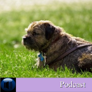 Is Kindness Enough for Effective Dog Training? - Canine Nation