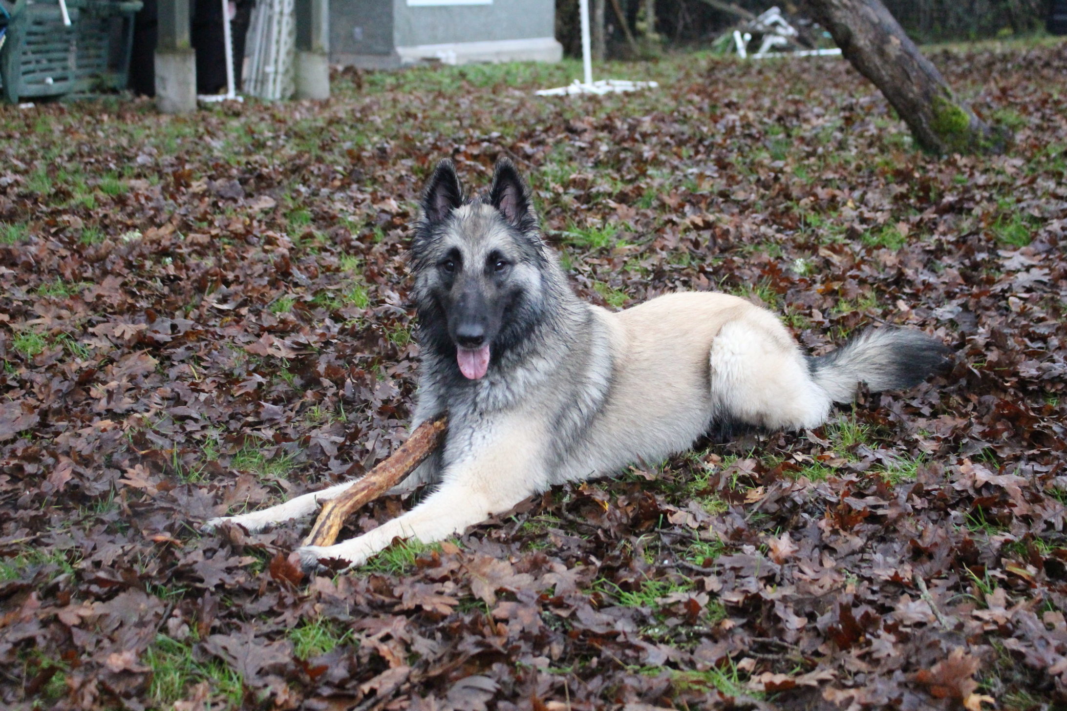 Sensible Canine - Canine Nation